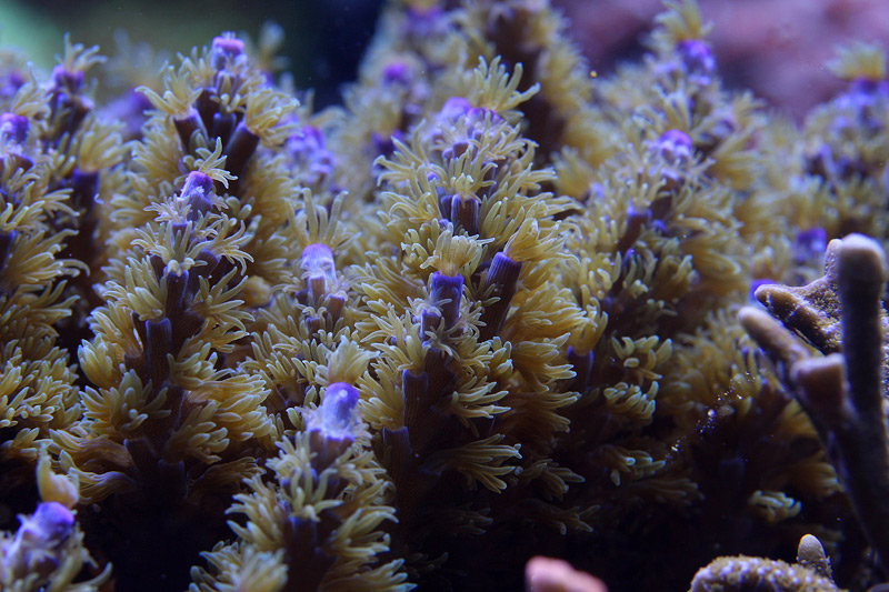 David Saxby's Aquarium 2009 | D-D The Aquarium Solution