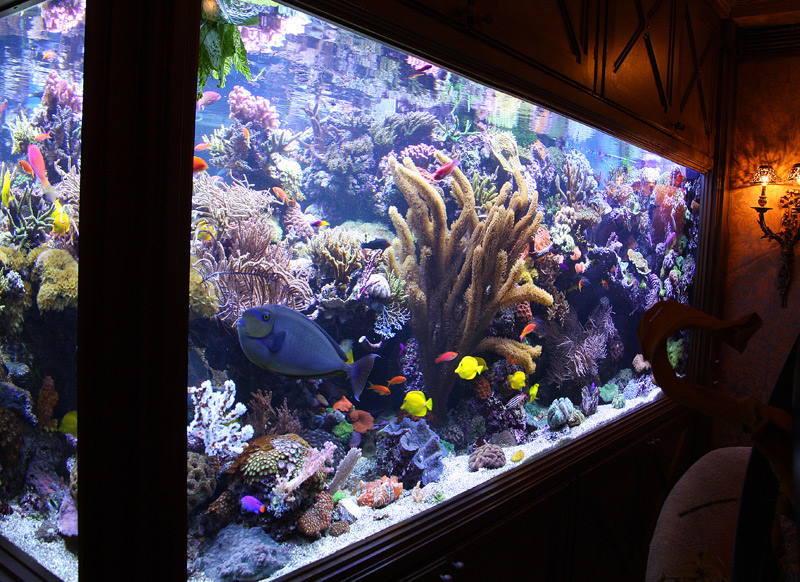 David Saxby's Aquarium 2009 | D-D The Aquarium Solution