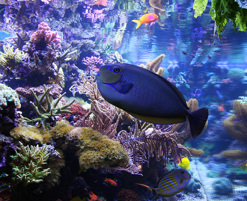 David Saxby's Aquarium 2009 | D-D The Aquarium Solution