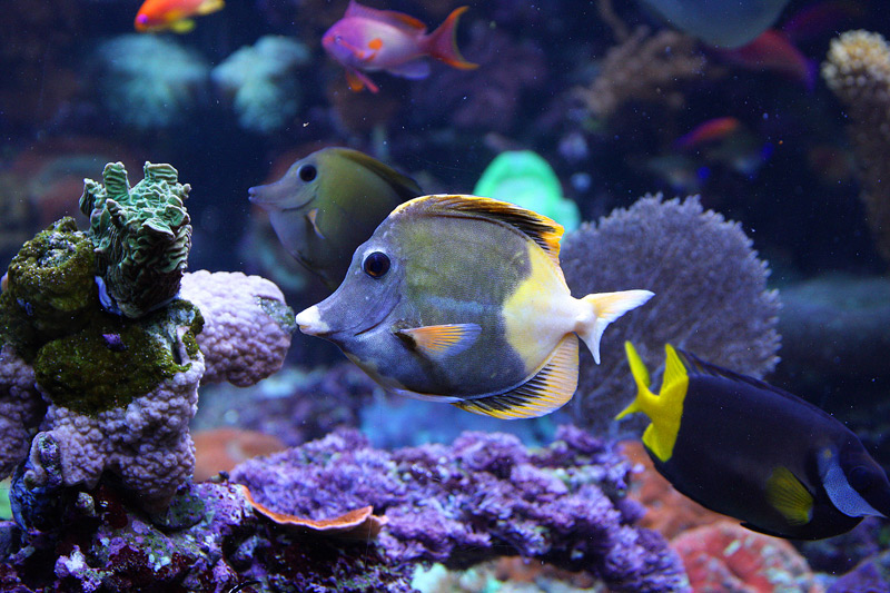 David Saxby's Aquarium 2009 | D-D The Aquarium Solution