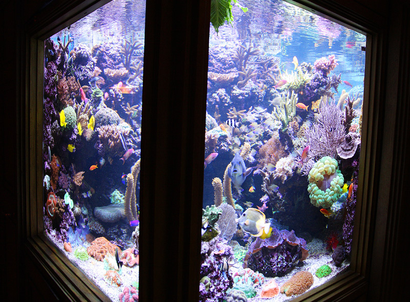 David Saxby's Aquarium 2009 | D-D The Aquarium Solution