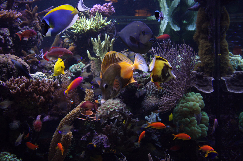 David Saxby's Aquarium 2009 | D-D The Aquarium Solution