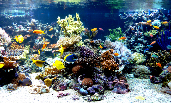 Centre Section | D-D The Aquarium Solution