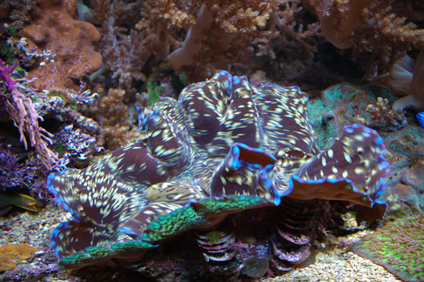 David Saxby's Aquarium 2006 | D-D The Aquarium Solution