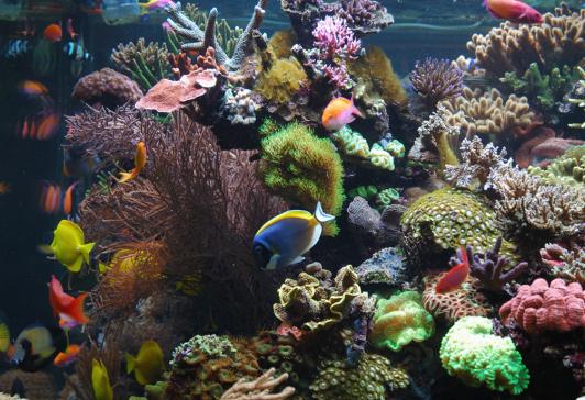 David Saxby's Aquarium 2006 | D-D The Aquarium Solution