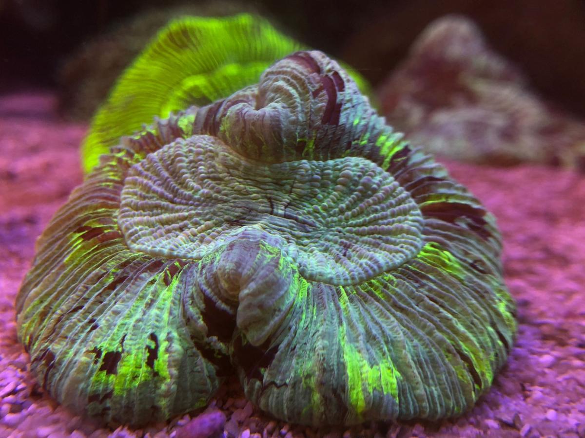 Coral Colour Lens XL | D-D The Aquarium Solution