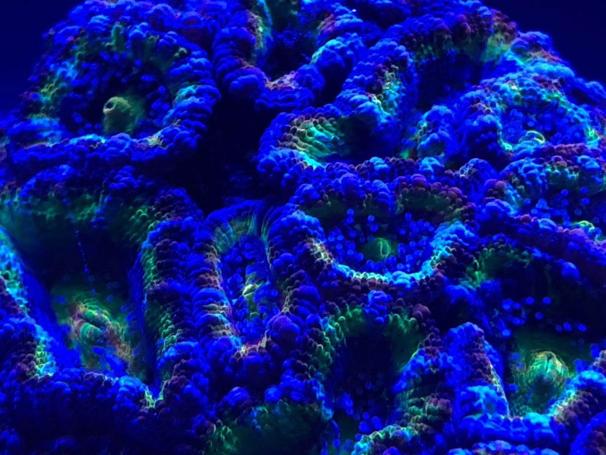 Coral Colour Lens XL | D-D The Aquarium Solution